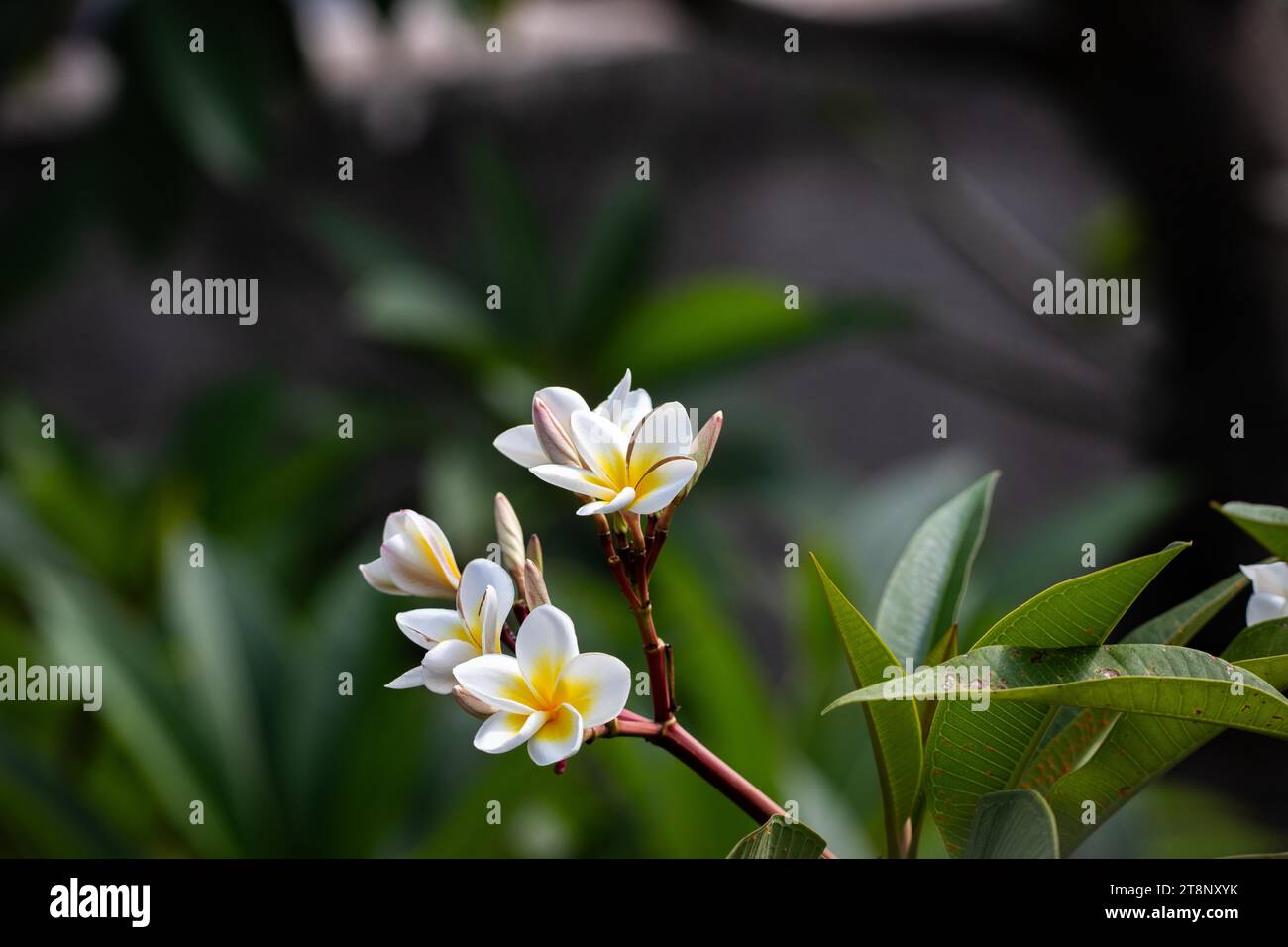 Yellow, white plumeria, frangipani flower umbel on a green tree. Ubud ...