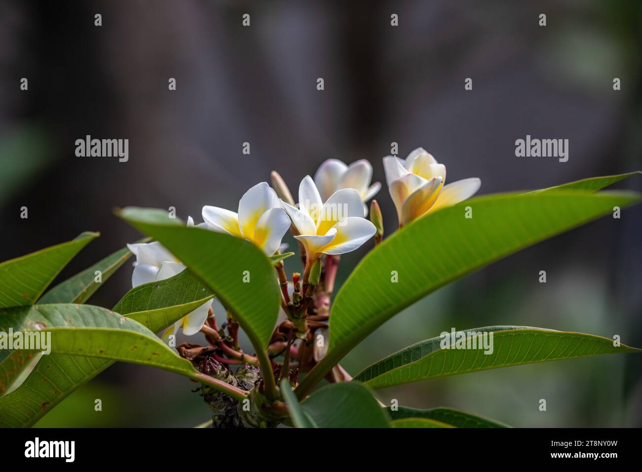 Yellow, white plumeria, frangipani flower umbel on a green tree. Ubud ...