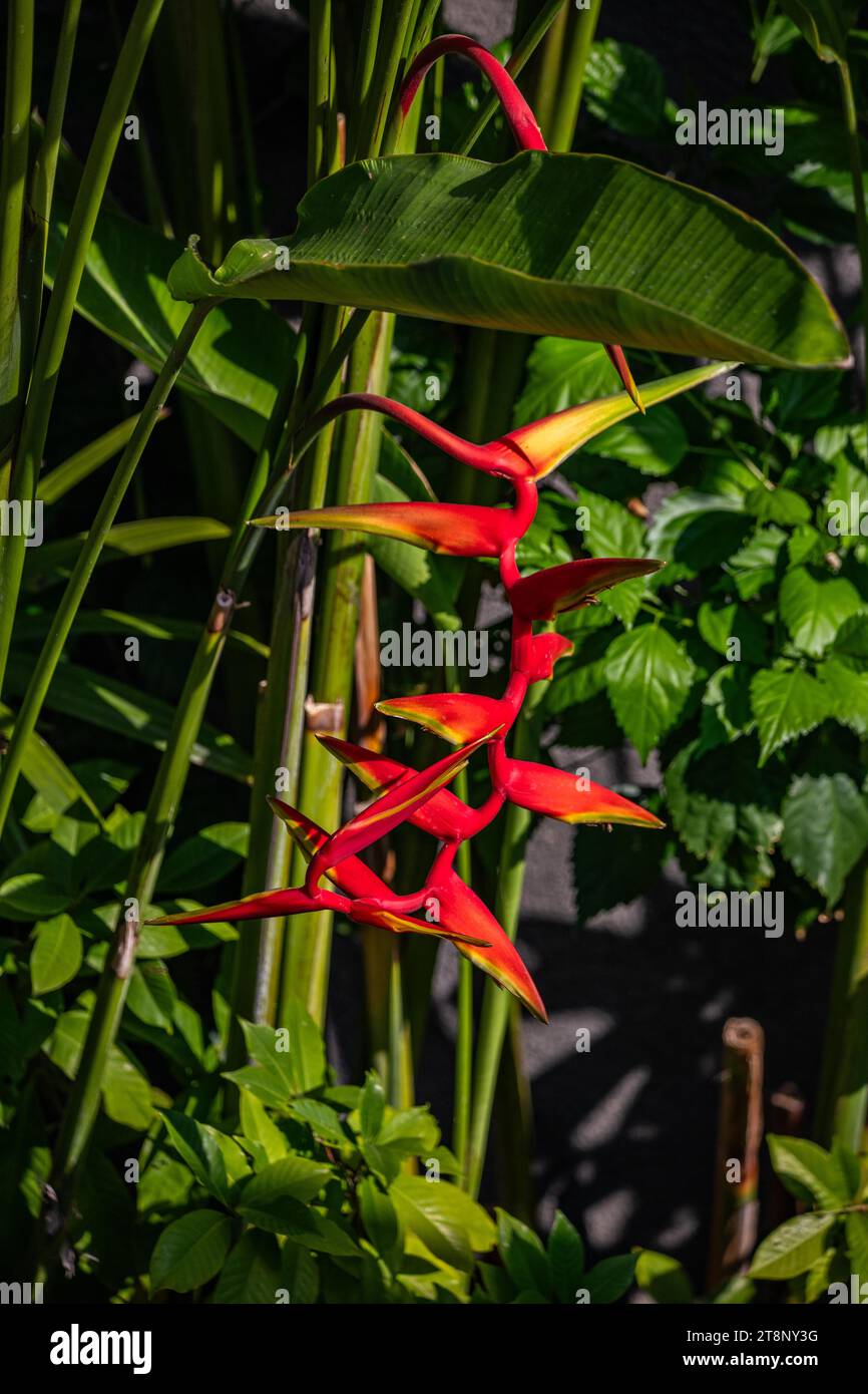 Red, yellow fleshy flower (Heliconia) flower, against a green ...