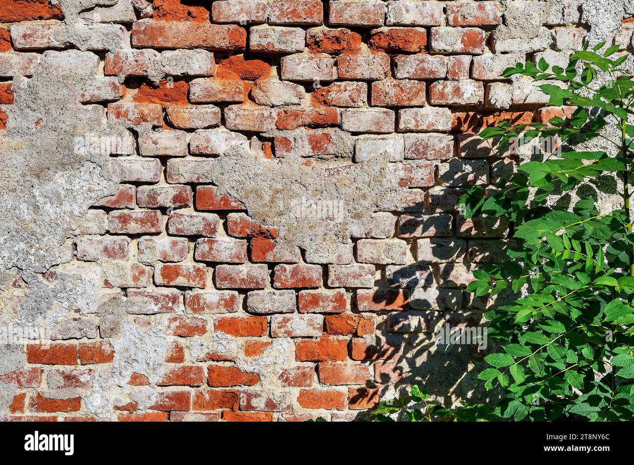 Crumbling plaster and brick wall with fresh greenery, Bavaria, Germany ...