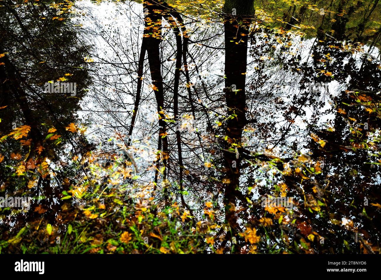 Tree floating flood hi-res stock photography and images - Alamy