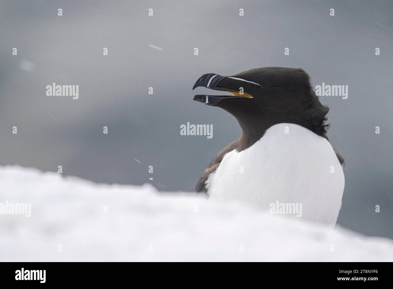 Razorbill (Alca torda) in the snow, Hornoya Island, Hornoya, Vardo ...