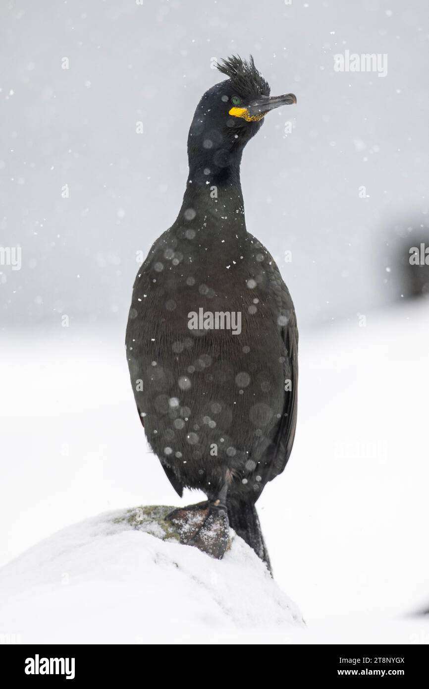 Common shag (Phalacrocorax aristotelis), in the snow, Hornoya Island ...