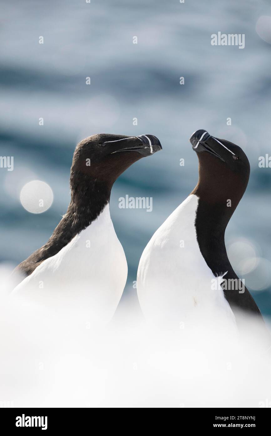 Two razorbills (Alca torda) in the snow, Hornoya Island, Hornoya, Vardo ...
