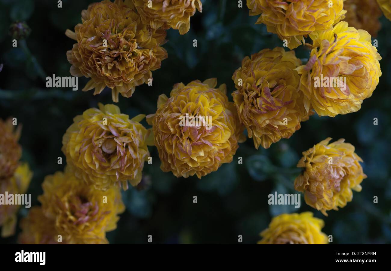 November blossom hi-res stock photography and images - Alamy