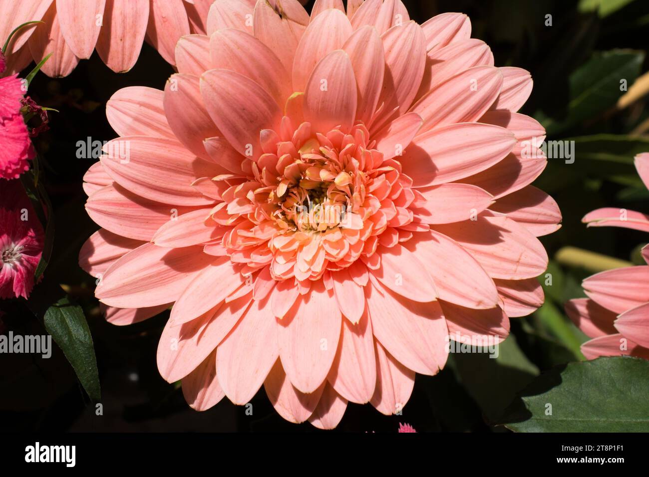 Beautiful colorful natural spring flowers in macro view Stock Photo - Alamy
