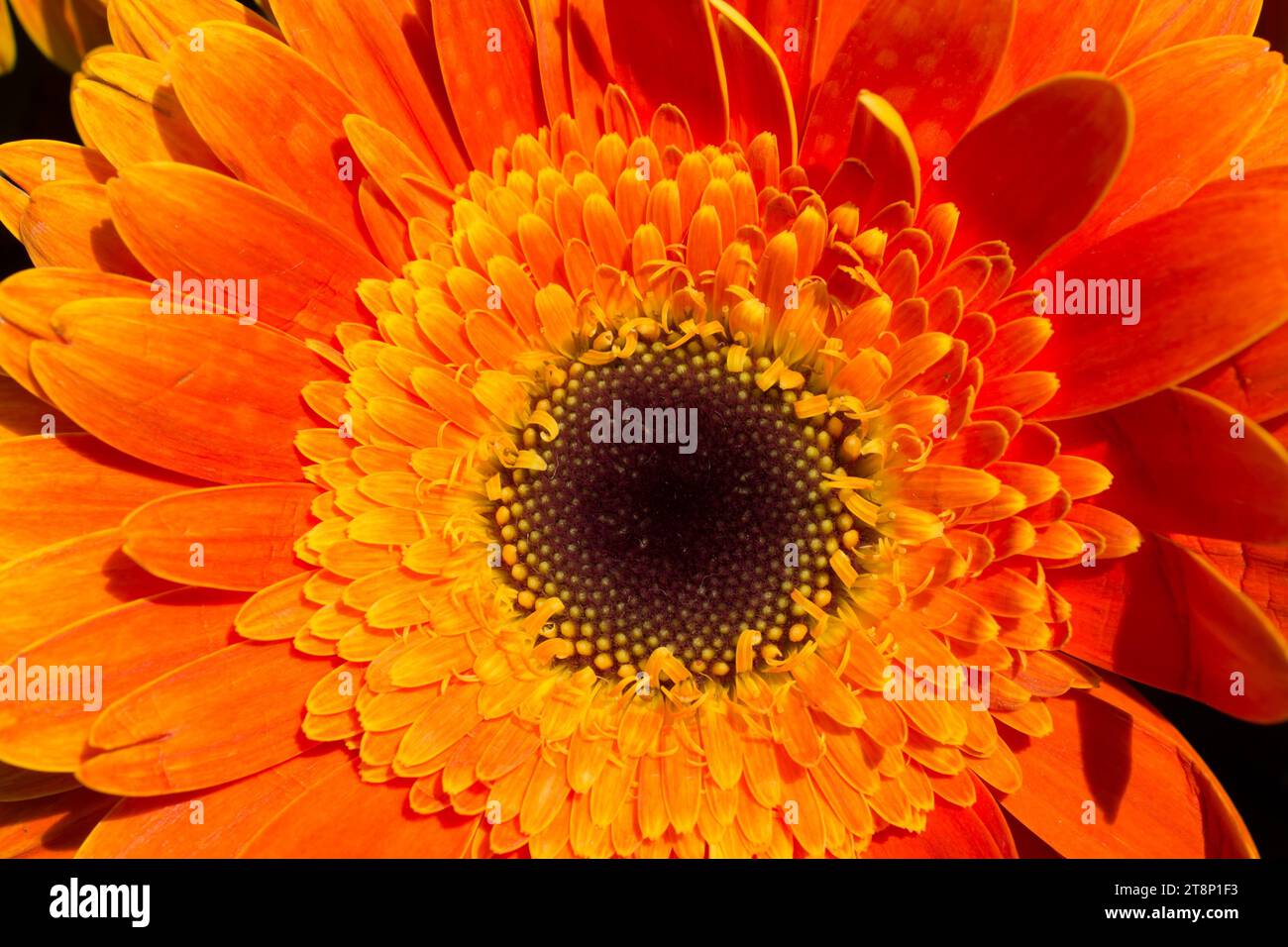 Beautiful colorful natural spring flowers in macro view Stock Photo - Alamy