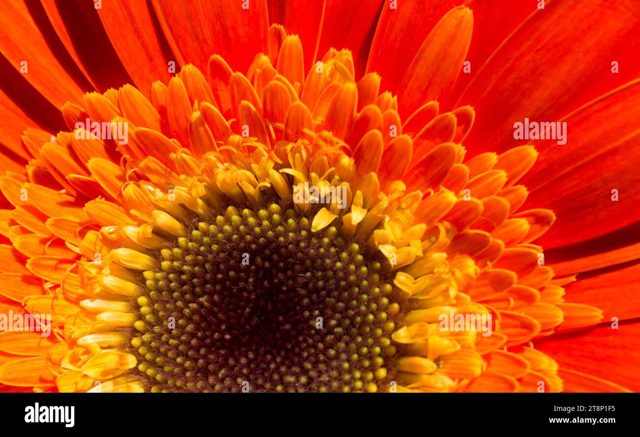 Beautiful colorful natural spring flowers in macro view Stock Photo - Alamy