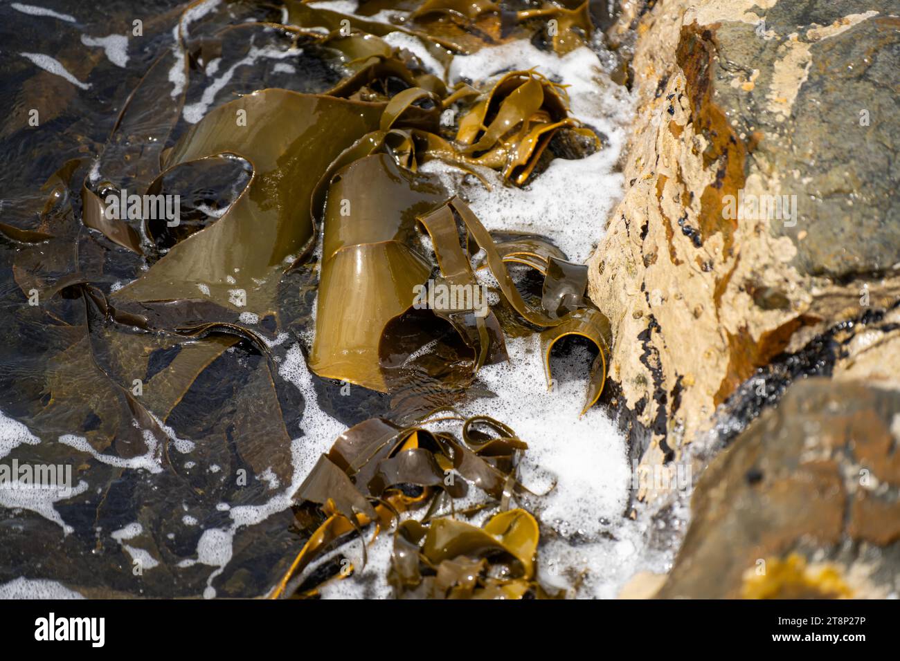 Bull kelp seaweed growing on rocks. Edible sea weed ready to harvest in ...
