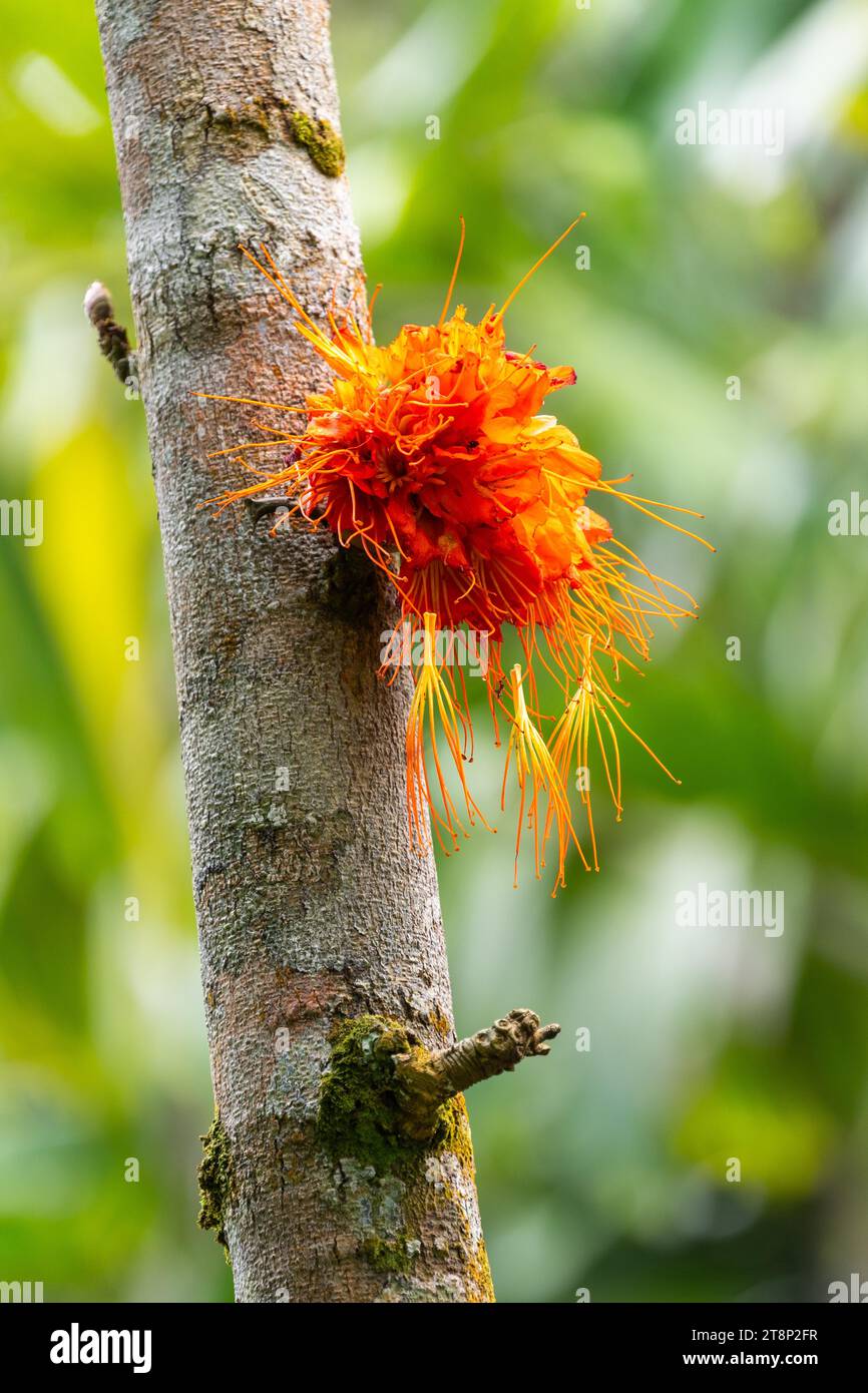 Brownea macrophylla, flowering on tree, El Valle, Colombia Stock Photo ...