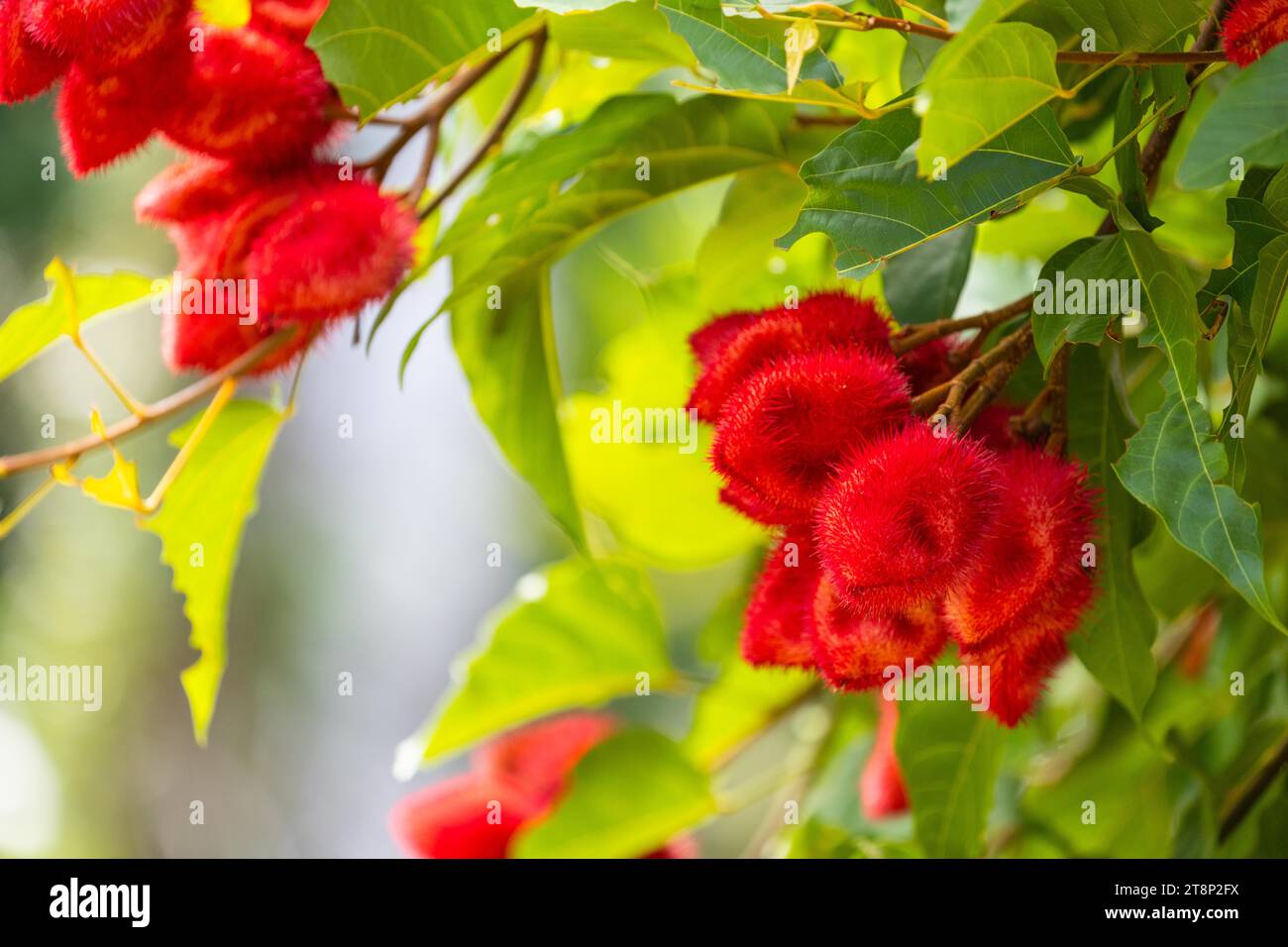 Blossom of the Lipstick tree (Annatto bush), Playa El Almejal, El Valle ...
