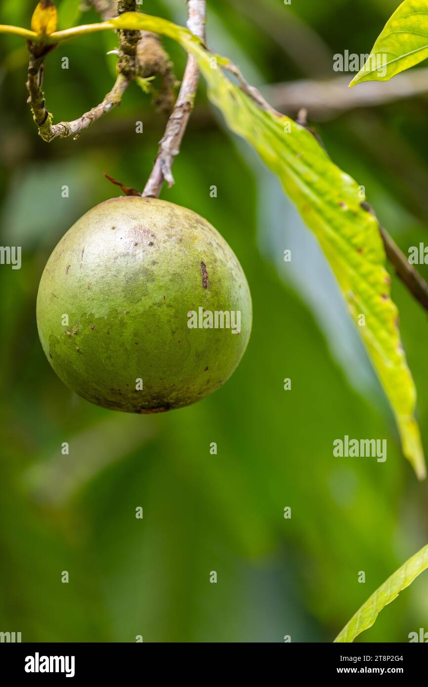 Calabash tree fruit, Playa El Almejal, El Valle, Colombia Stock Photo ...