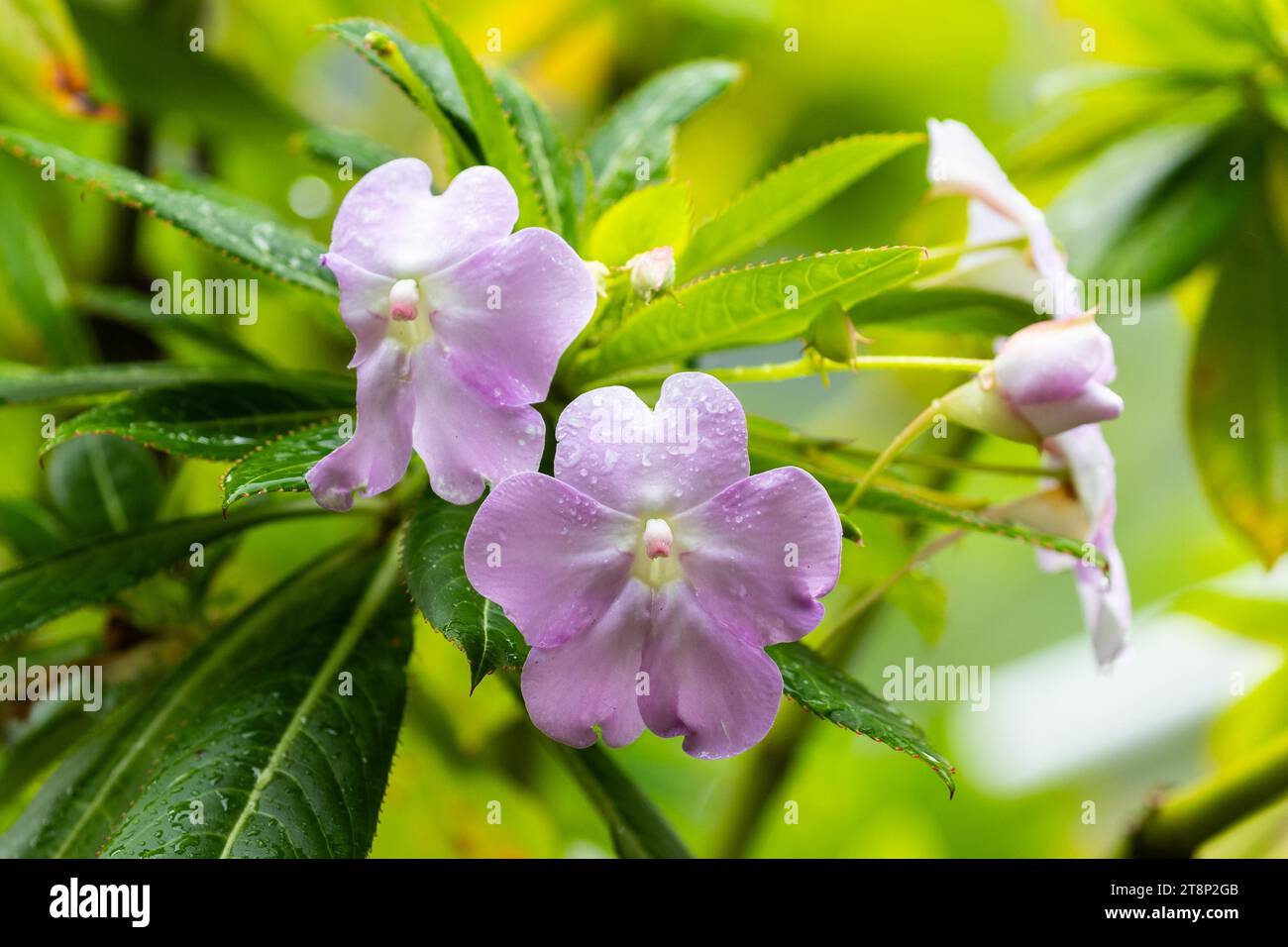 Impatiens sodenii, Balsamaceae, Colombia Stock Photo - Alamy