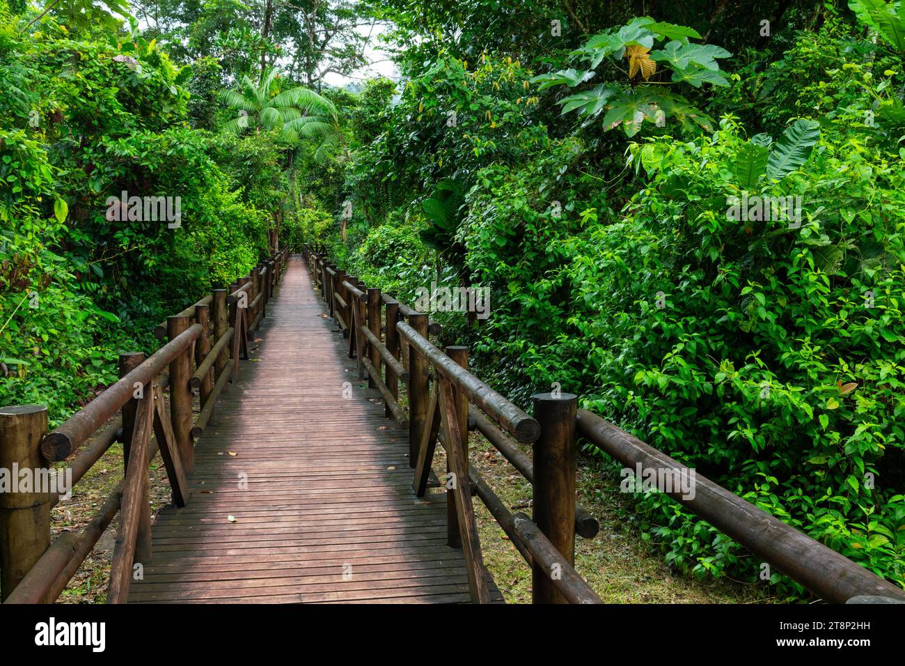 Wooden walkway through mangrove forest, Ensenada de Utria, El Valle ...