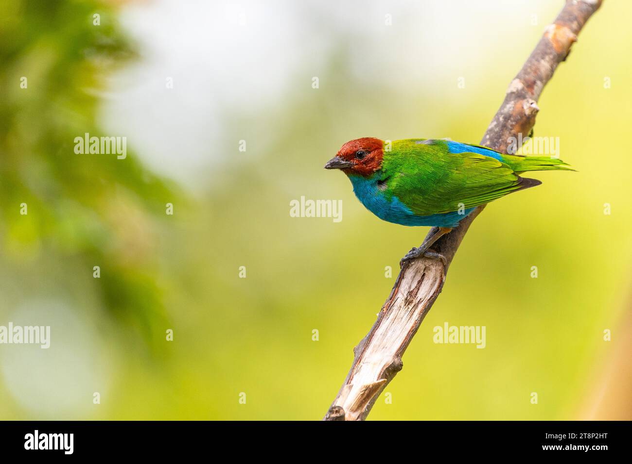 Tangara genus hi-res stock photography and images - Alamy