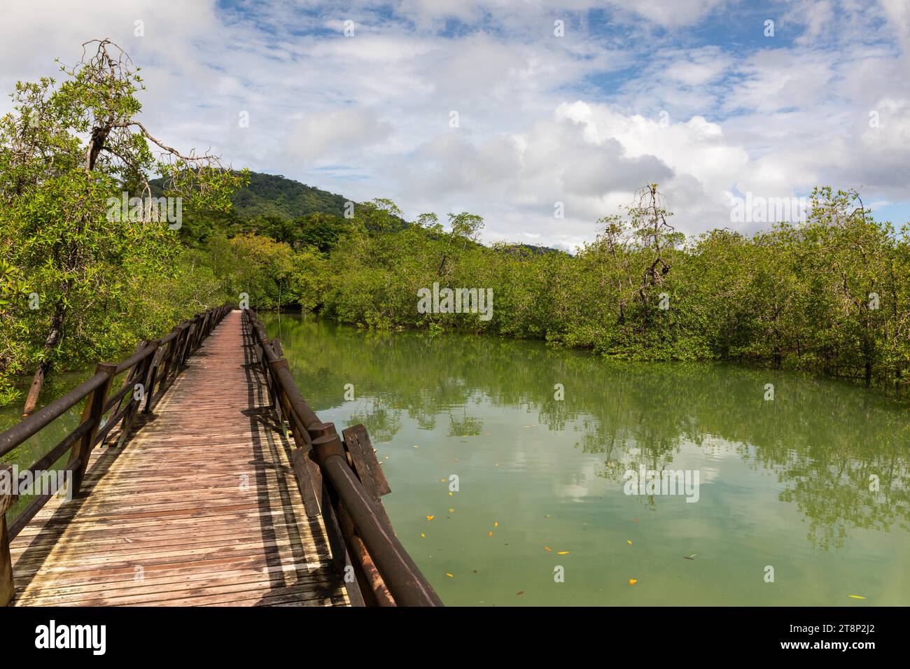 Wooden walkway through mangrove forest, Ensenada de Utria, El Valle ...