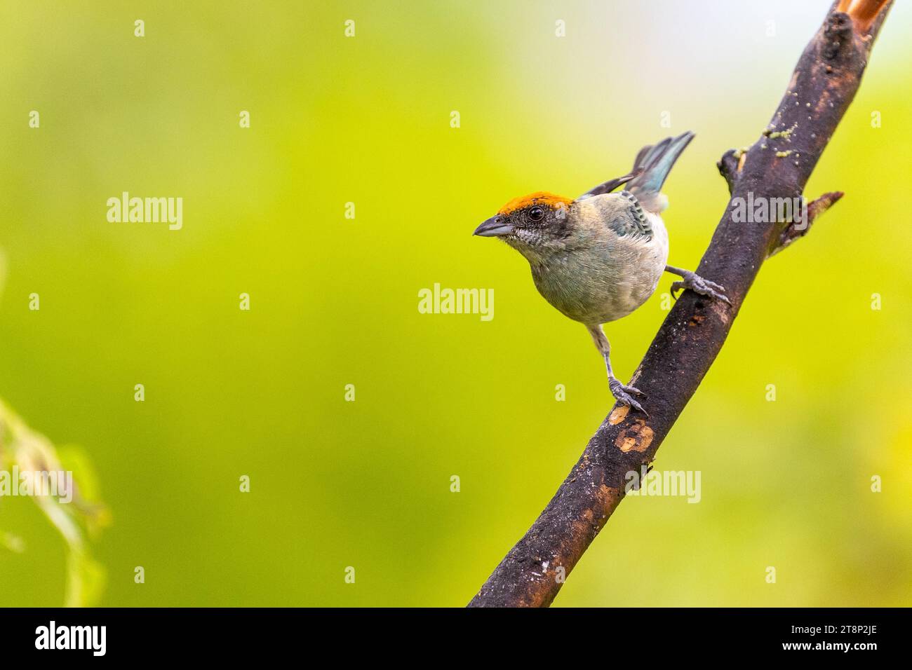 Red-crowned tanager (Stilpnia vitriolina), tangara (genus) (Tangara ...