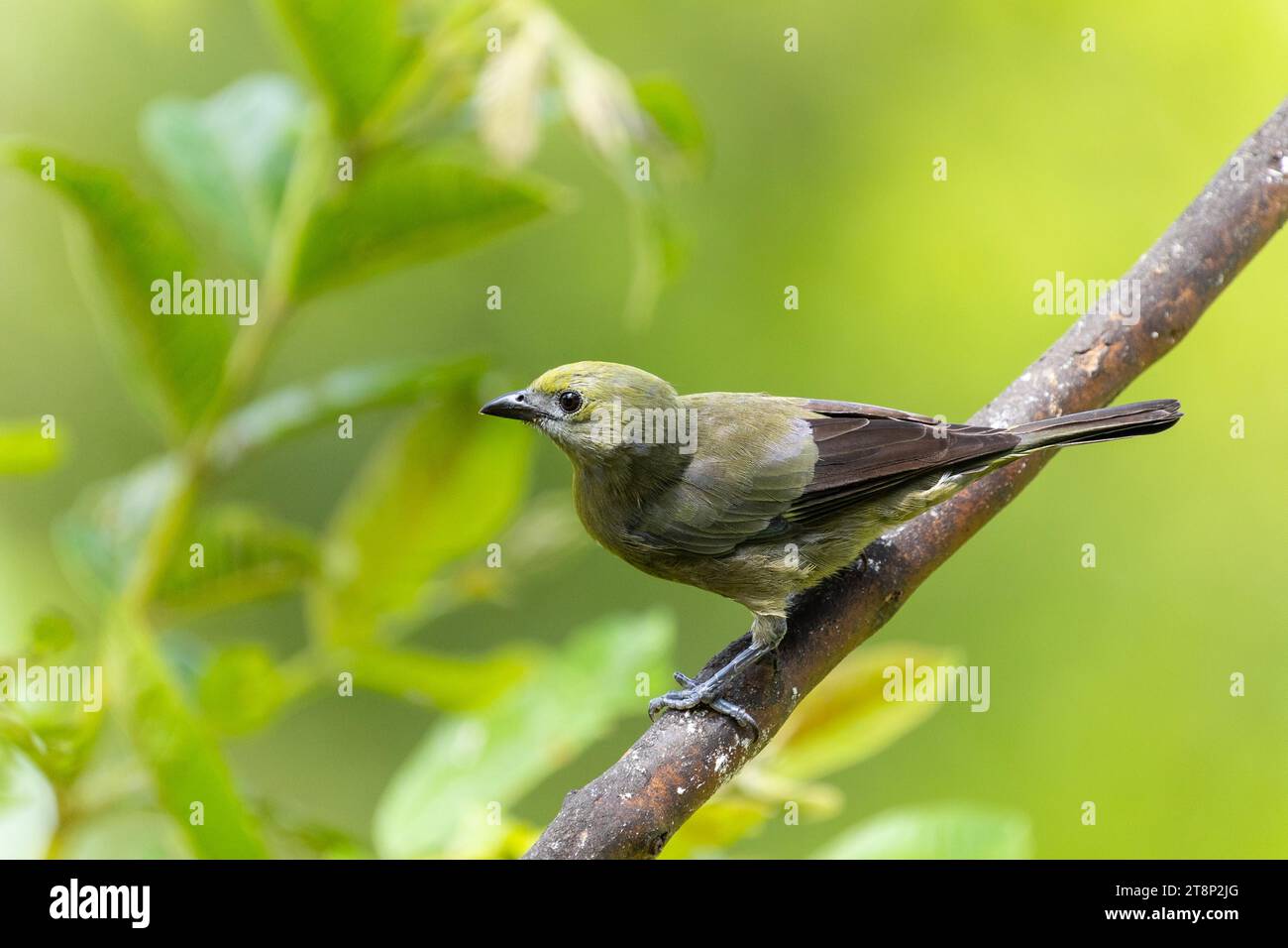 Tangara genus hi-res stock photography and images - Alamy