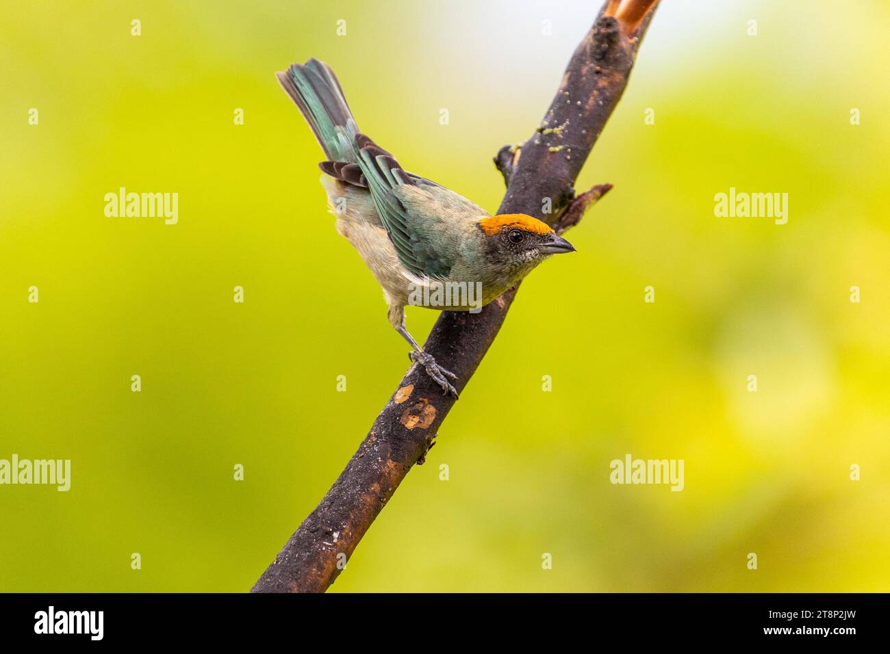 Scrub tanager south america hi-res stock photography and images - Alamy