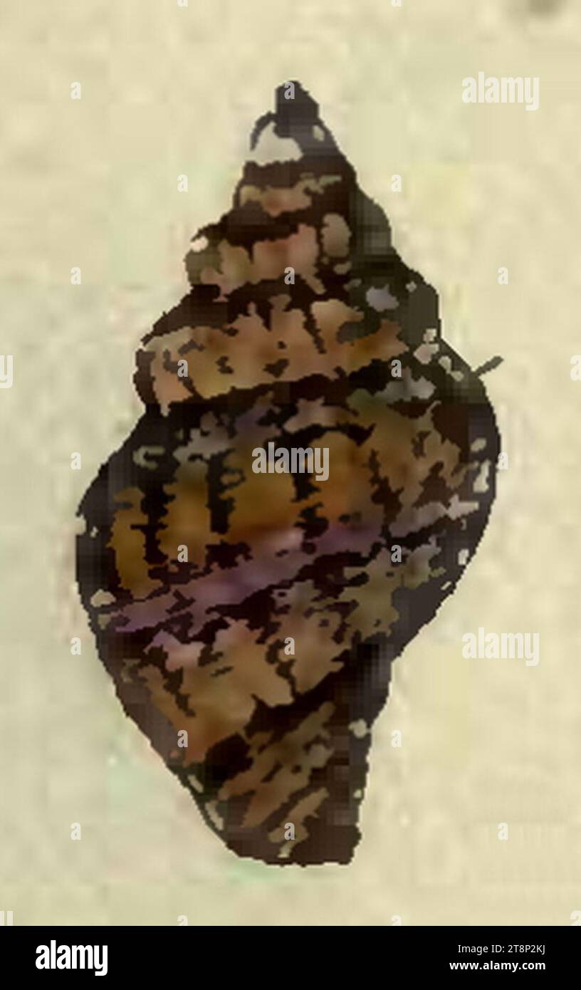 Vexillum histrio 001 Stock Photo - Alamy