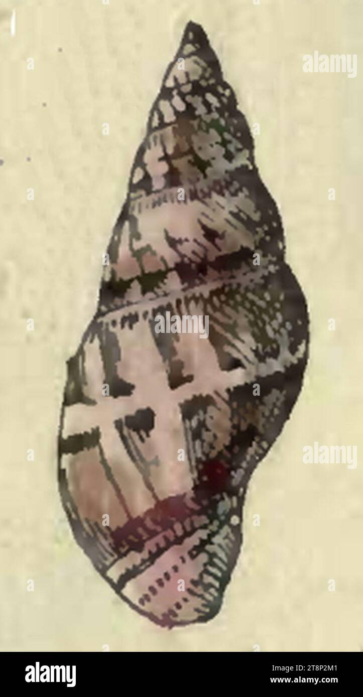 Vexillum articulatum 001 Stock Photo - Alamy