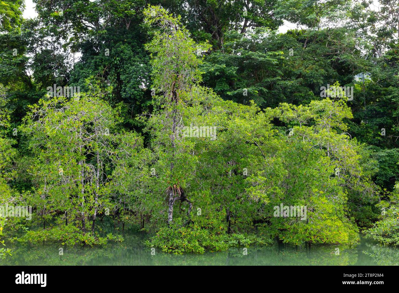 Mangrove forest, Ensenada de Utria, El Valle, Colombia Stock Photo - Alamy