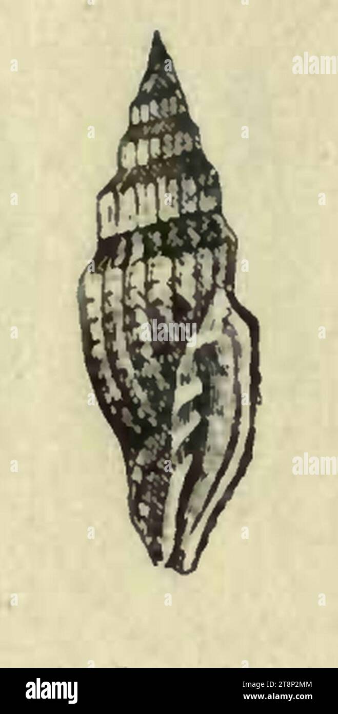Vexillum antonellii 001 Stock Photo - Alamy