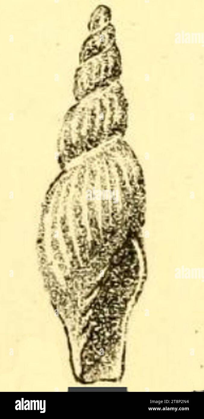 Vexillum pellucidum 001 Stock Photo - Alamy