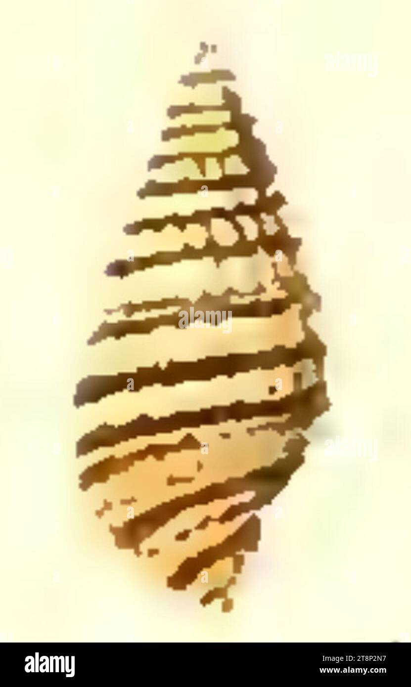 Vexillum hi-res stock photography and images - Alamy