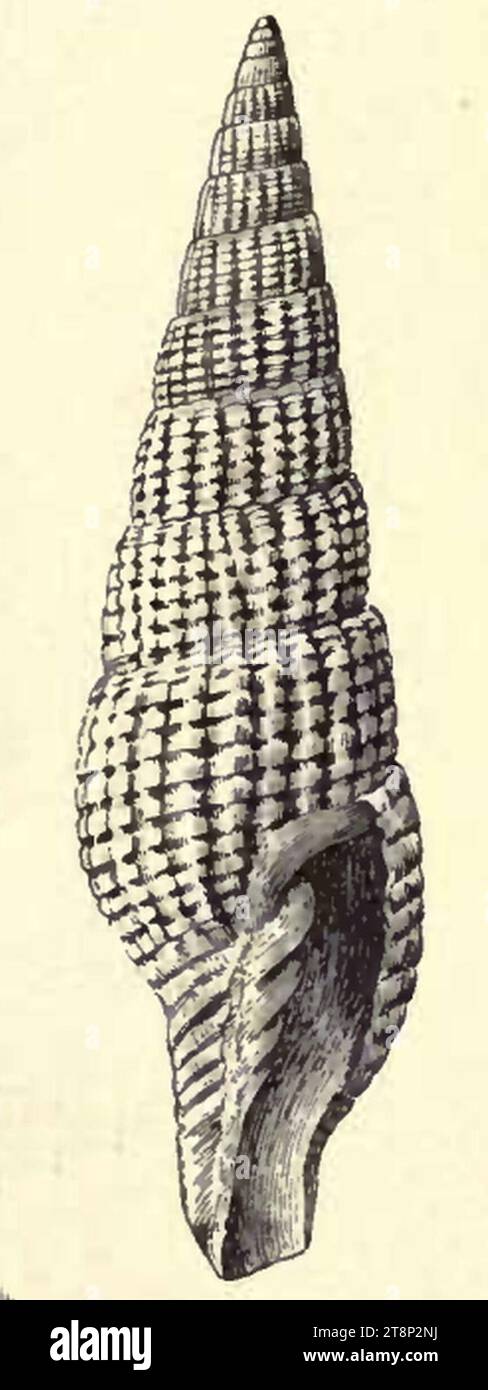 Vexillum styria 001 Stock Photo - Alamy