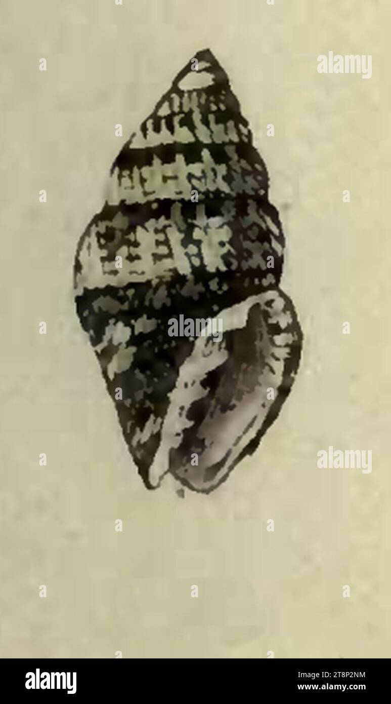 Vexillum amabile 001 Stock Photo - Alamy