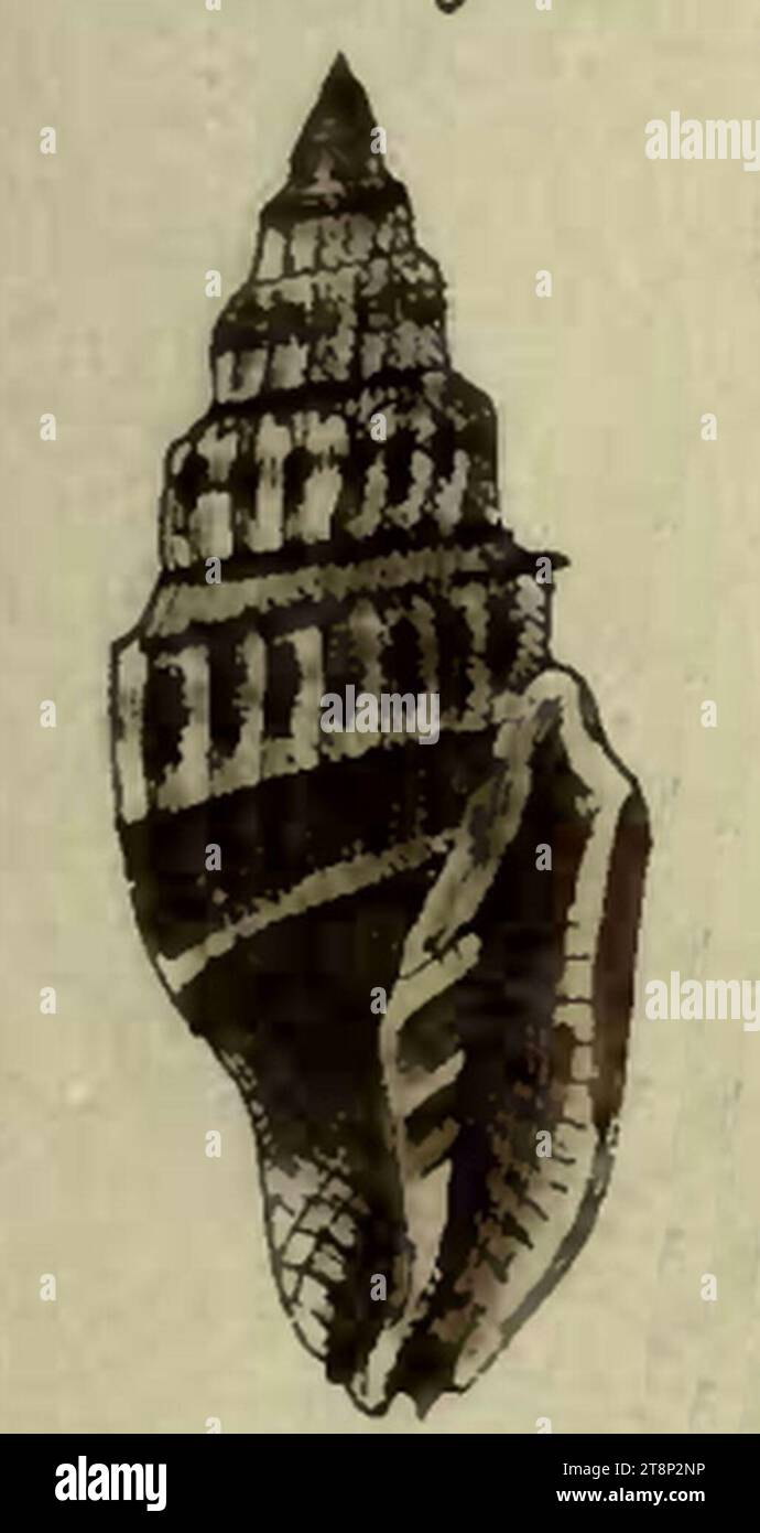 Vexillum adornatum 001 Stock Photo - Alamy