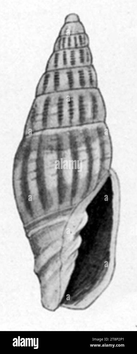 Vexillum inerme 001 Stock Photo - Alamy