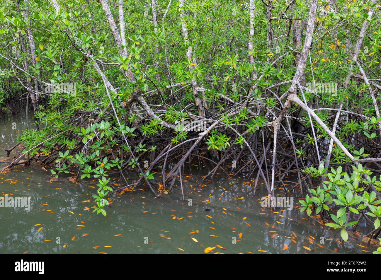 Mangrove forest, Ensenada de Utria, El Valle, Colombia Stock Photo - Alamy