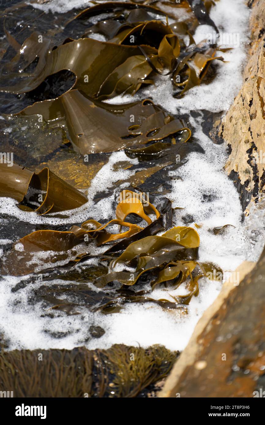 seaweed growing on the rocks in the ocean in australia in the waves ...