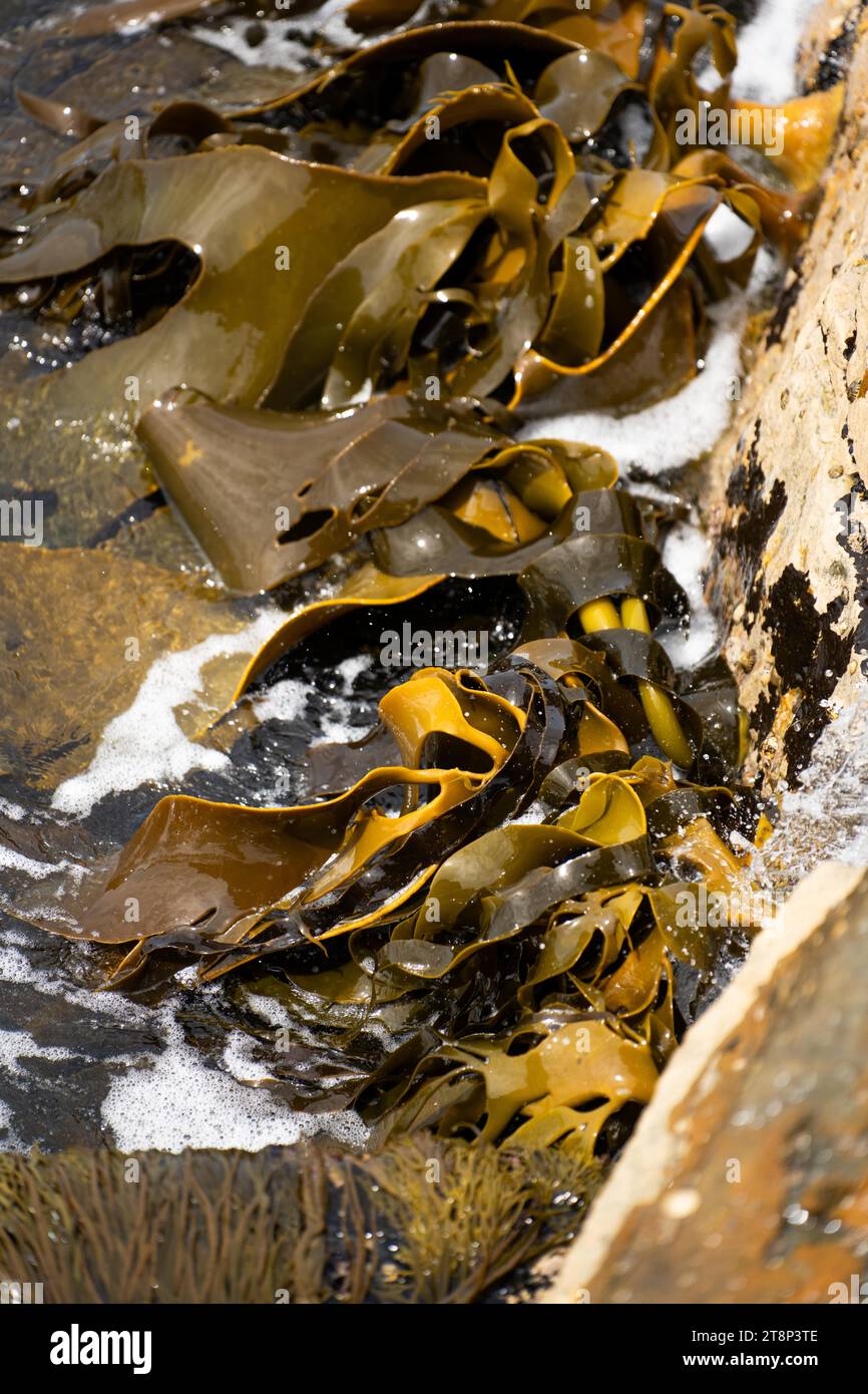 Bull kelp seaweed growing on rocks. Edible sea weed ready to harvest in ...