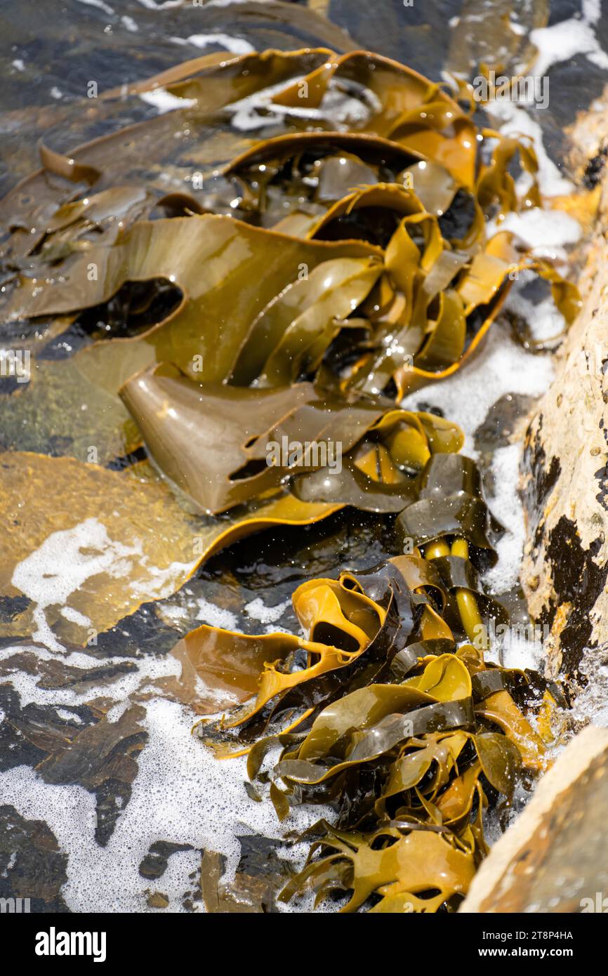 seaweed growing on the rocks in the ocean in australia in the waves ...