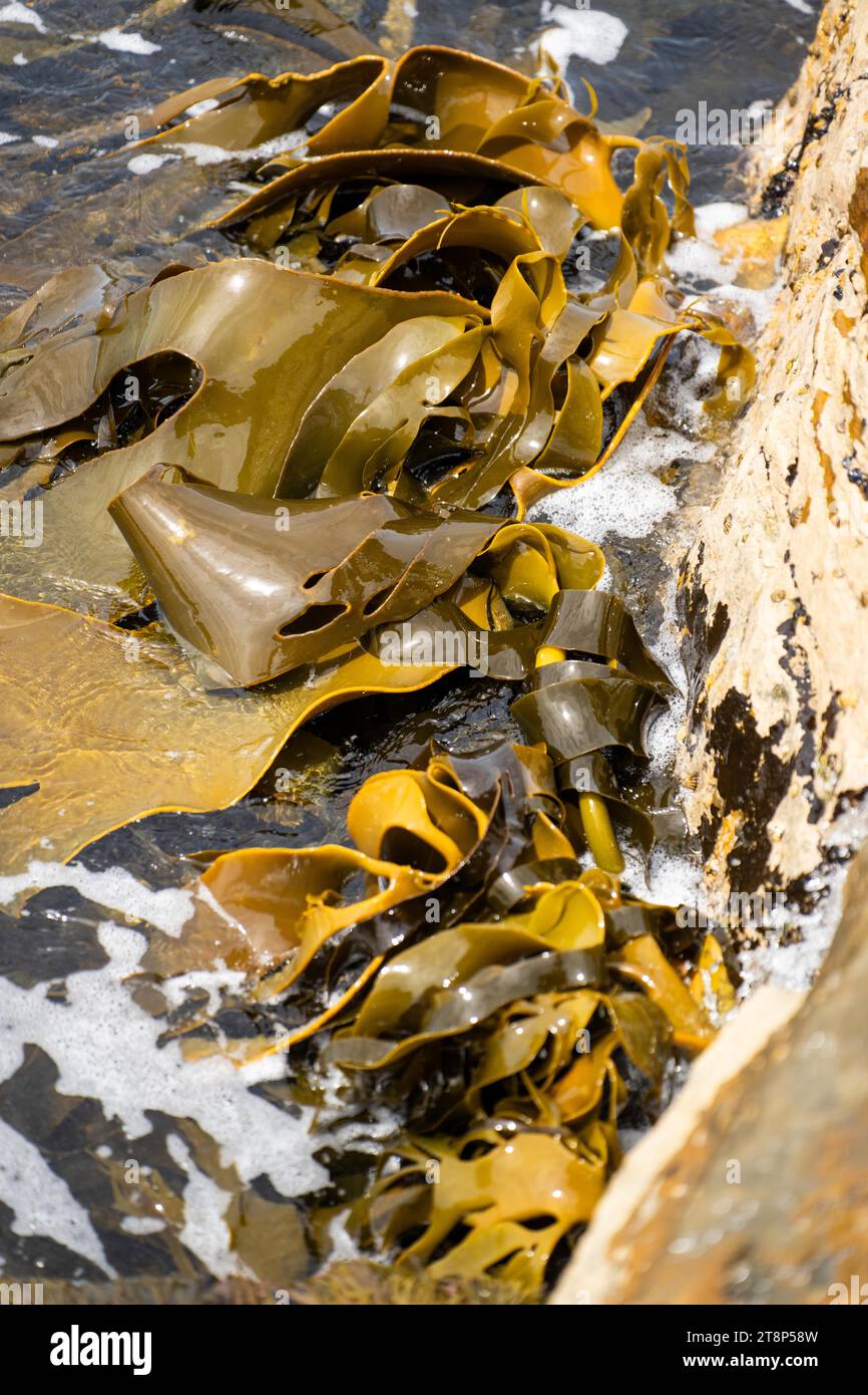 Bull kelp seaweed growing on rocks. Edible sea weed ready to harvest in ...