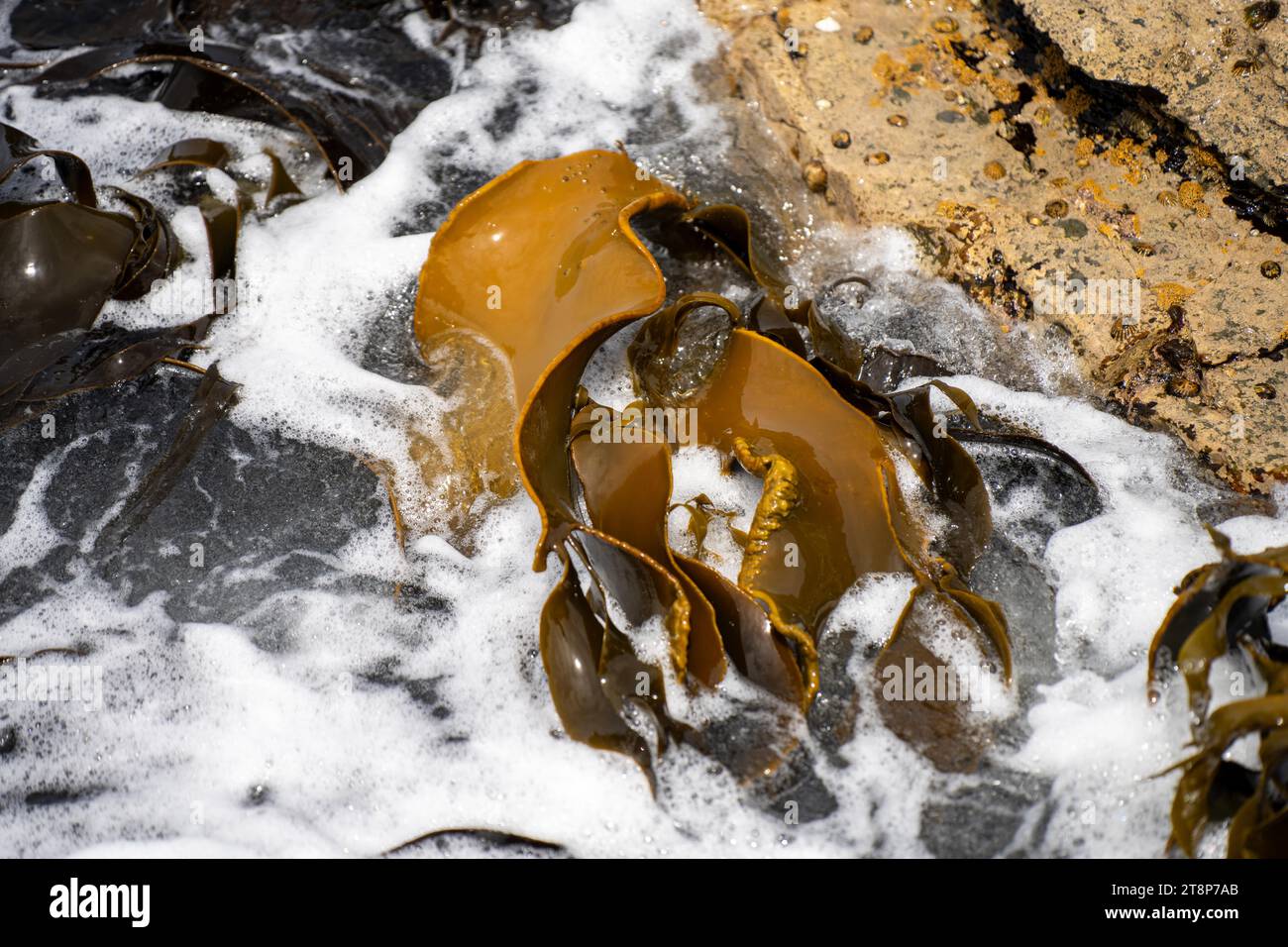 Bull kelp seaweed growing on rocks. Edible sea weed ready to harvest in ...