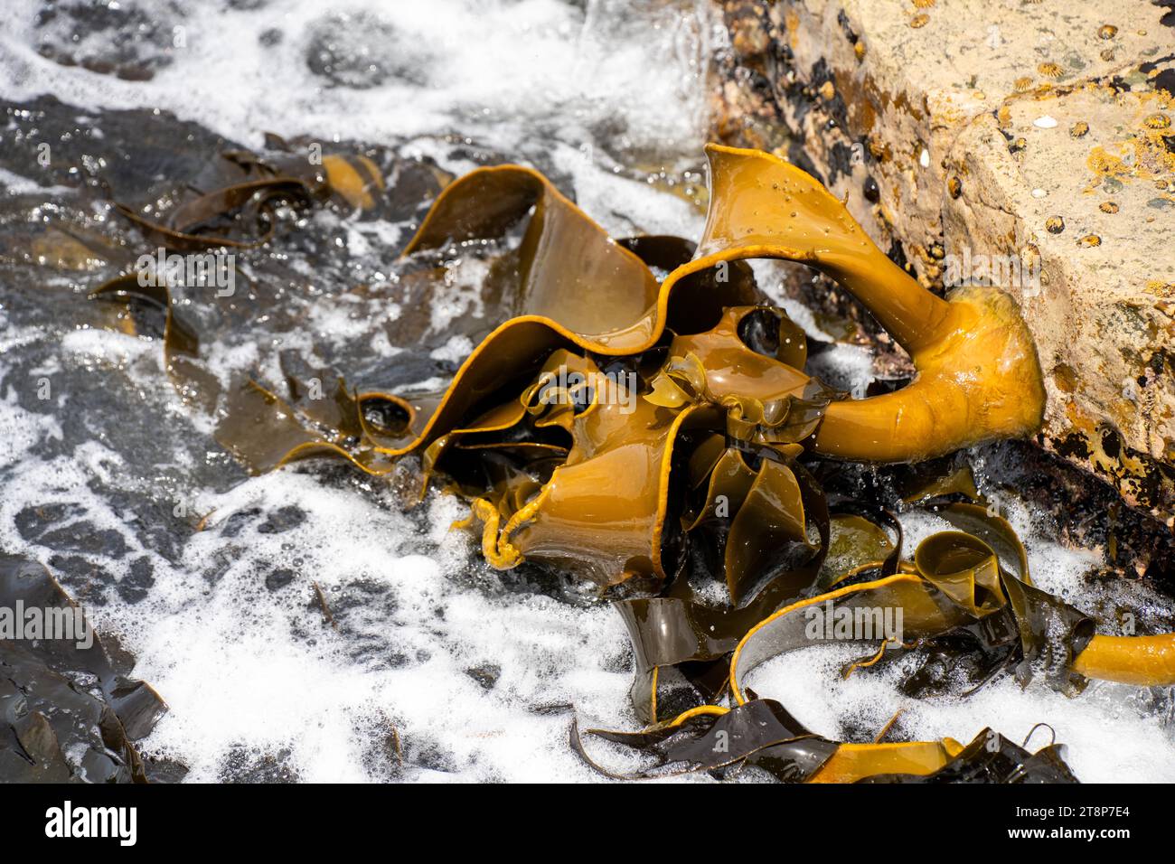 Bull kelp seaweed growing on rocks. Edible sea weed ready to harvest in ...