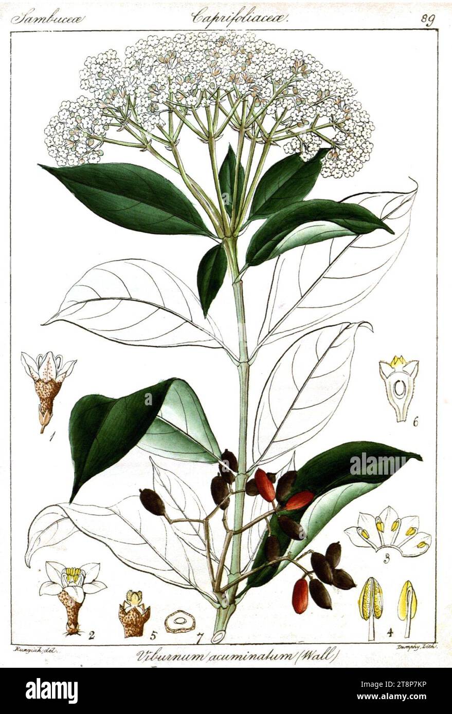 Viburnum acuminatum Rungiah Stock Photo - Alamy