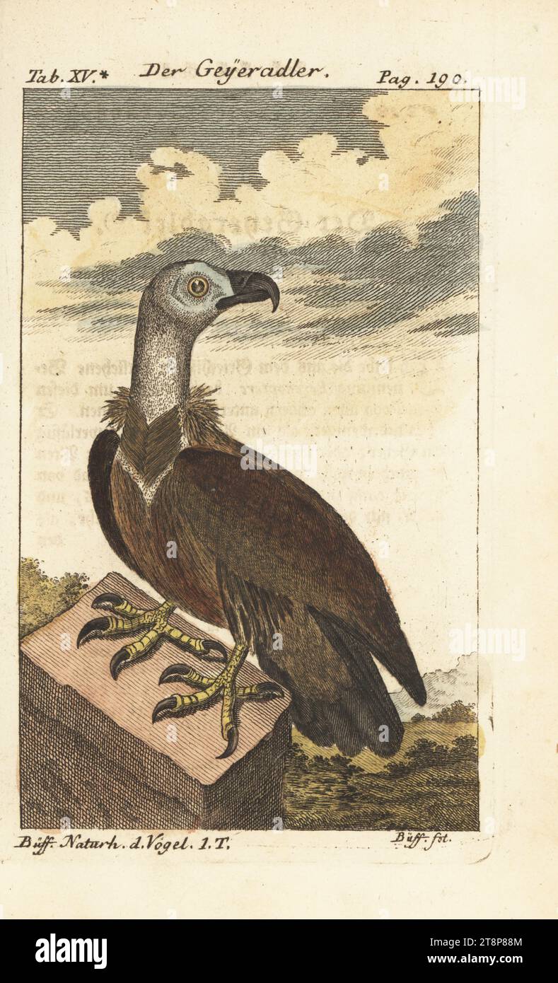 Egyptian vulture, white scavenger vulture or pharaoh's chicken ...