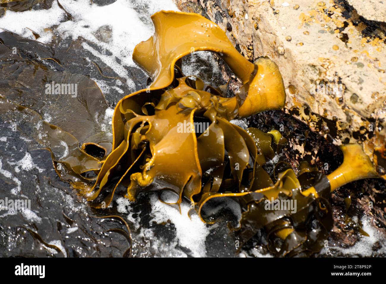 seaweed growing on the rocks in the ocean in australia in the waves ...