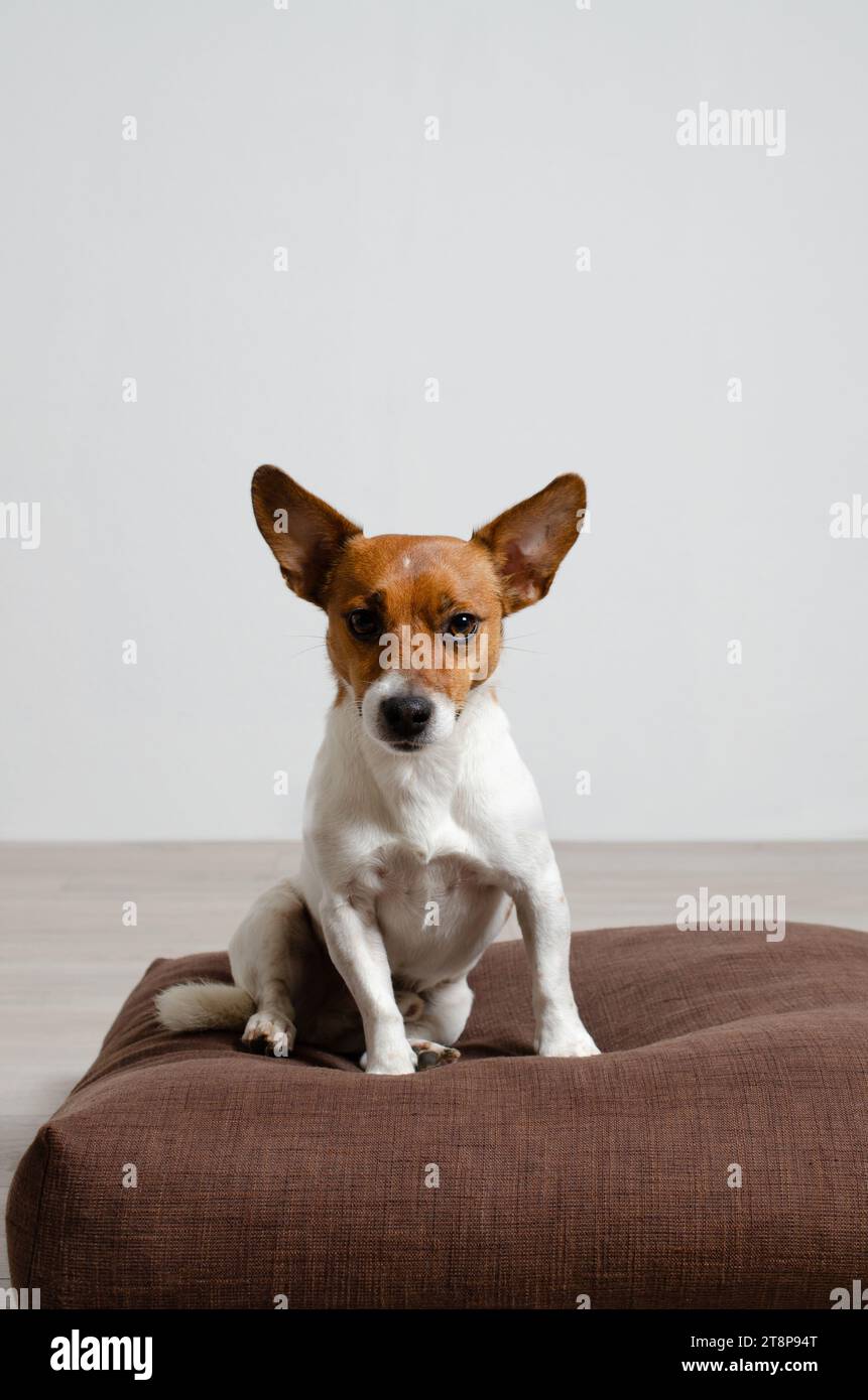 Cute four and a half year old Jack Russell Terrier sitting on a large ...