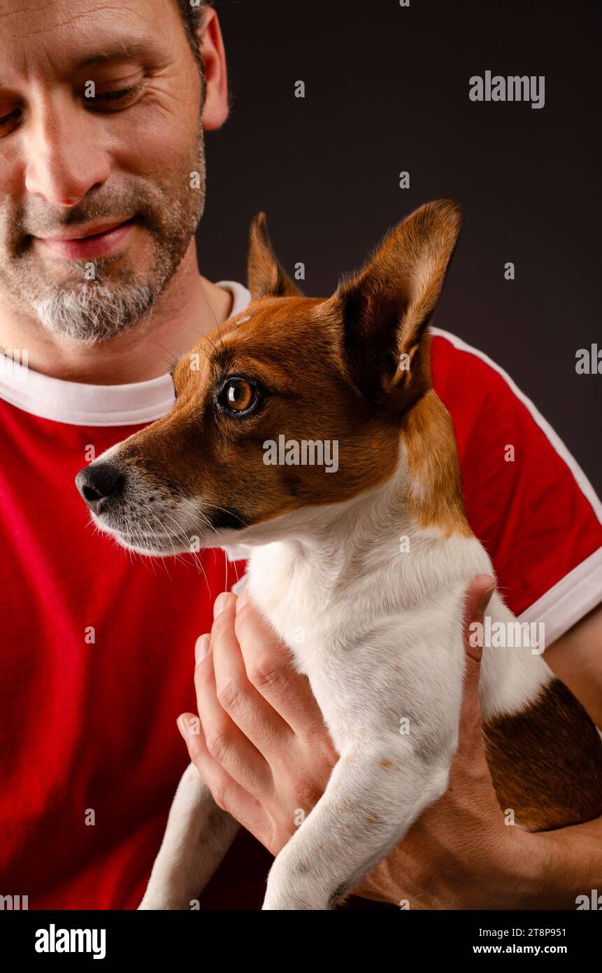 Cute young Jack Russell Terrier on the arm of his human friend on a ...
