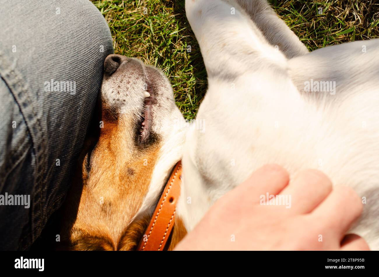 Cute young Jack Russell Terrier cuddles with his human friend in the ...