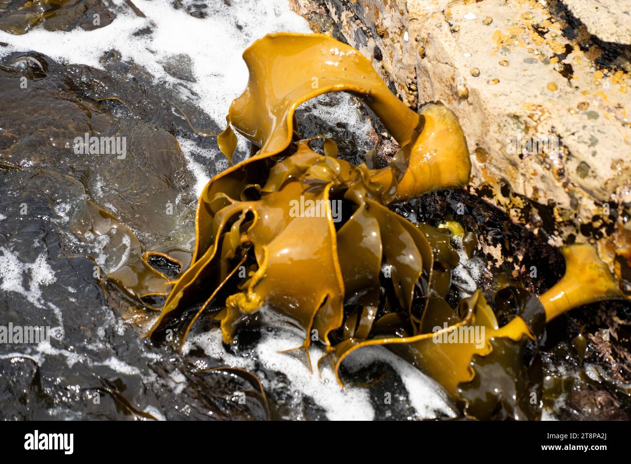 seaweed growing on the rocks in the ocean in australia in the waves ...