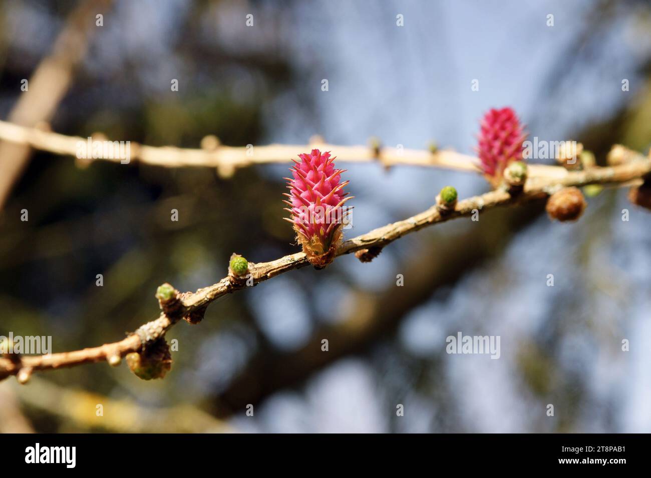 twig of blooming larch Stock Photo - Alamy