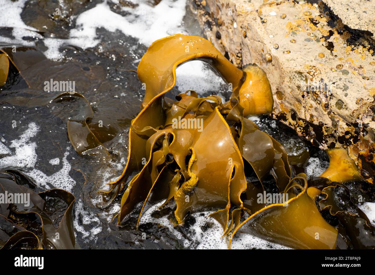 Bull kelp seaweed growing on rocks. Edible sea weed ready to harvest in ...