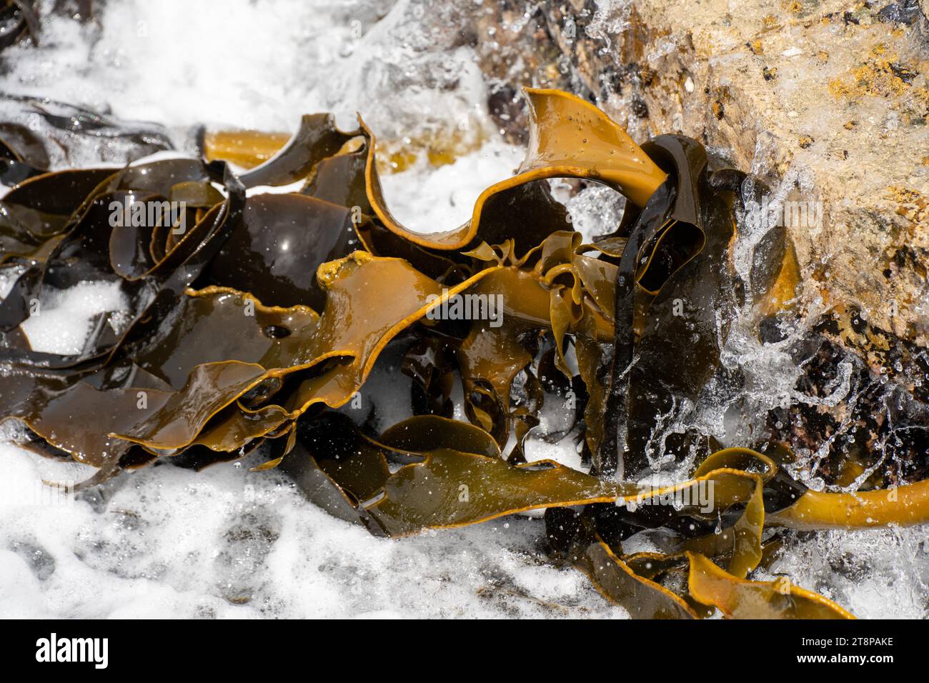 seaweed growing on the rocks in the ocean in australia in the waves ...